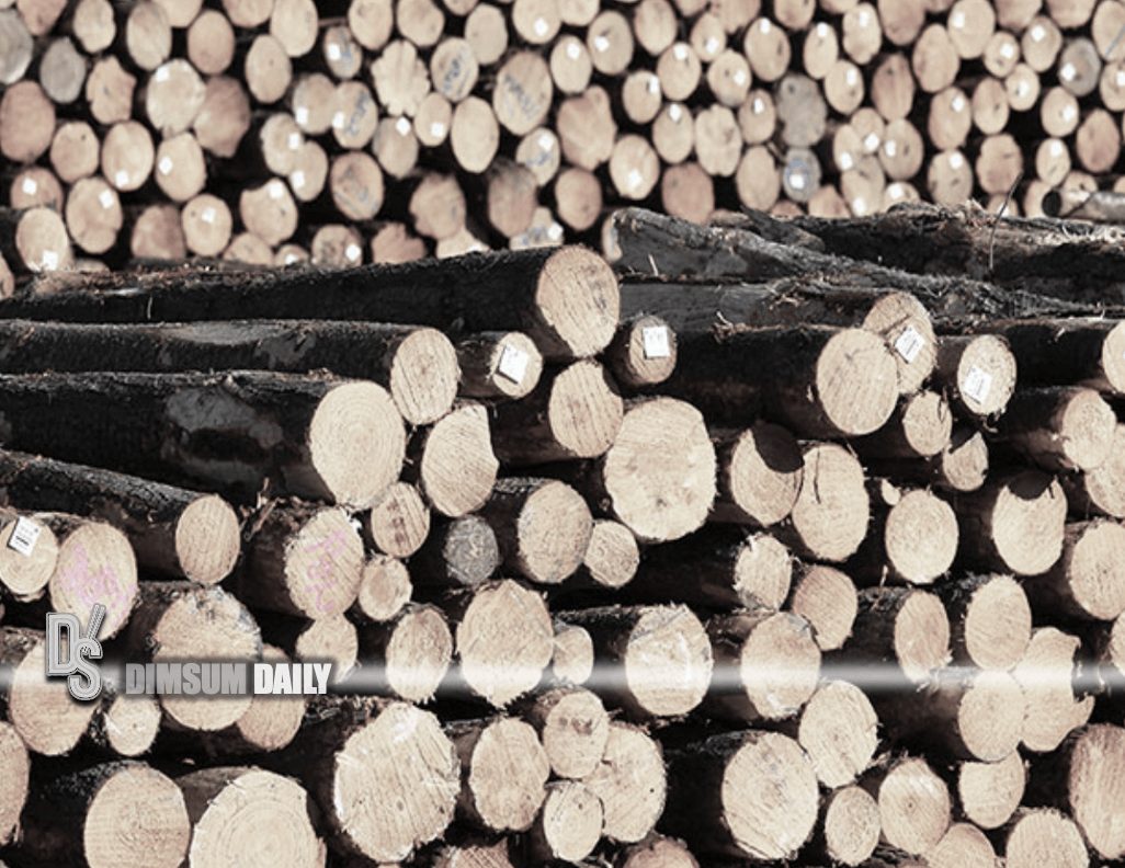 China to resume timber imports from Australia, talks of Australian PM's ...