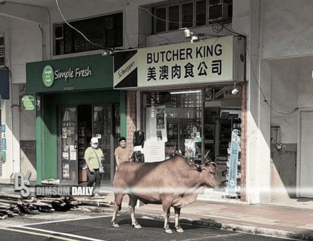Stray cattle spotted occupying a car park space in Sai Kung - Dimsum Daily