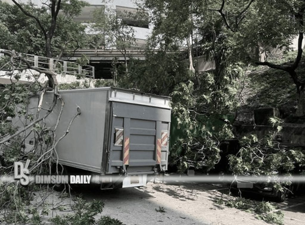 Large tree collapses in Kwai Chung, damaging multiple vehicles - Dimsum ...