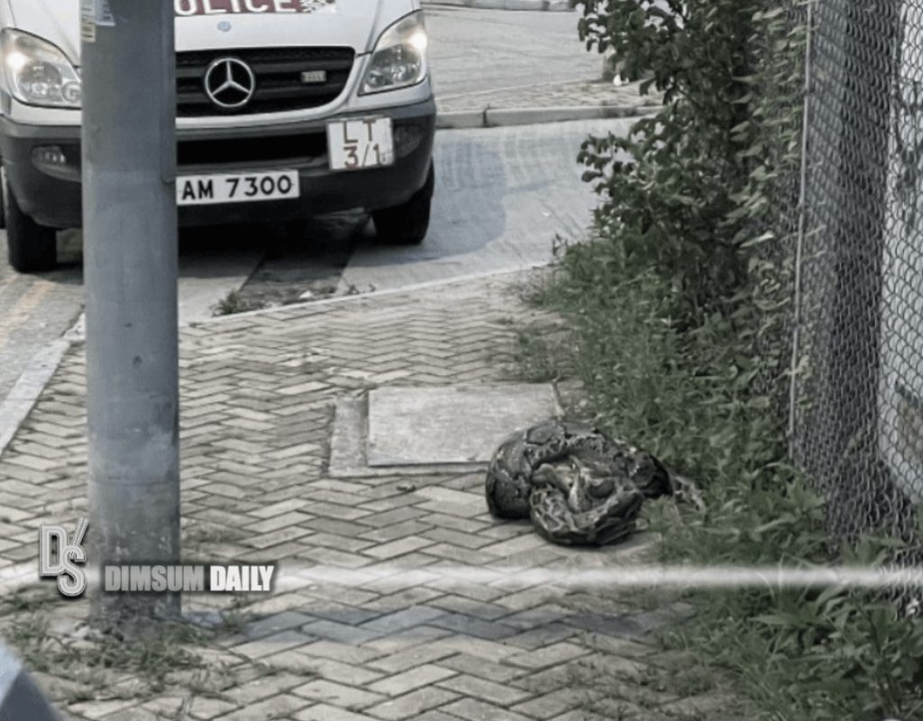 Giant python spotted eating kitten in Ma Wan Sun Tsuen in Tung Chung ...