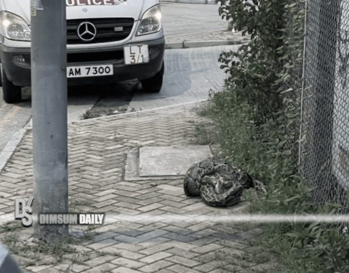 Giant python spotted eating kitten in Ma Wan Sun Tsuen in Tung Chung ...