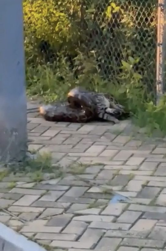 Giant python spotted eating kitten in Ma Wan Sun Tsuen in Tung Chung ...