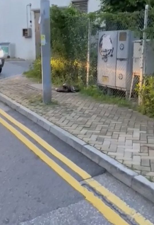 Giant python spotted eating kitten in Ma Wan Sun Tsuen in Tung Chung ...