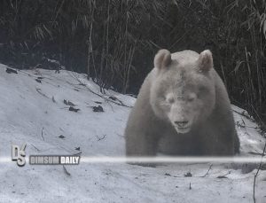 Rare albino panda captured on camera approaching mother panda and cub ...