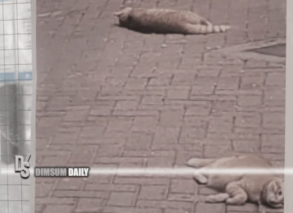 Animal cruelty suspected as two cats found dead in Tsz Lok Estate ...