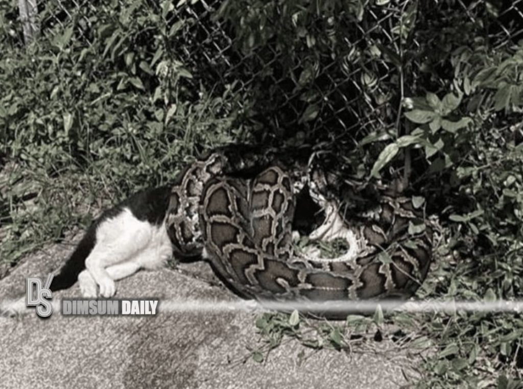 Giant python spotted devouring a cat in Tung Chung - Dimsum Daily
