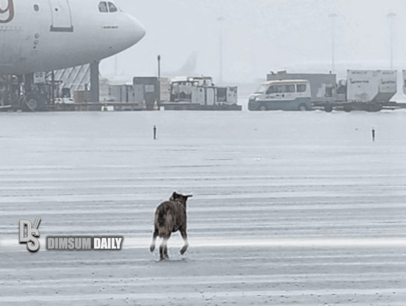Stray dog wanders onto airport runway during rainstorm, later returned ...
