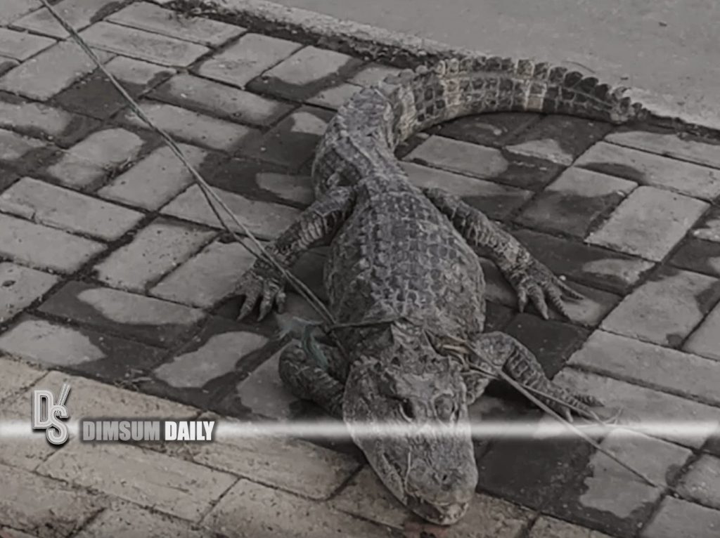 Giant Yangtze alligator captured in Wuhu City - Dimsum Daily