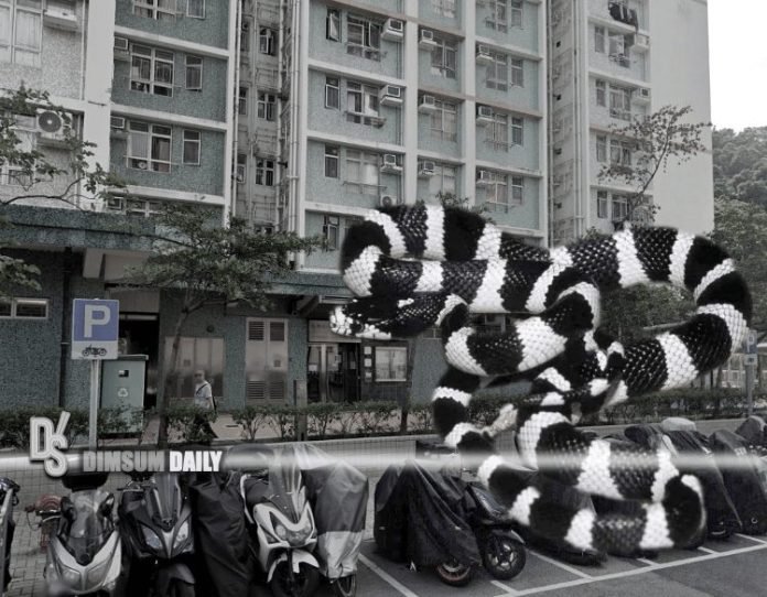 Deadly many-banded krait snake found in Chai Wan Estate - Dimsum Daily
