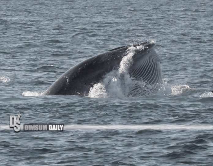 Boat owners offer whale watching tours in Sai Kung while netizens ...