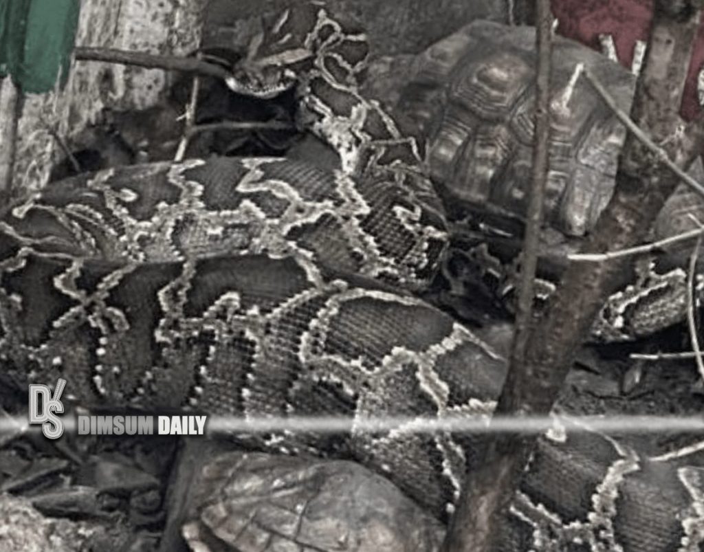 Giant python found in Tsing Lung Tau San Tsuen in Tsuen Wan - Dimsum Daily