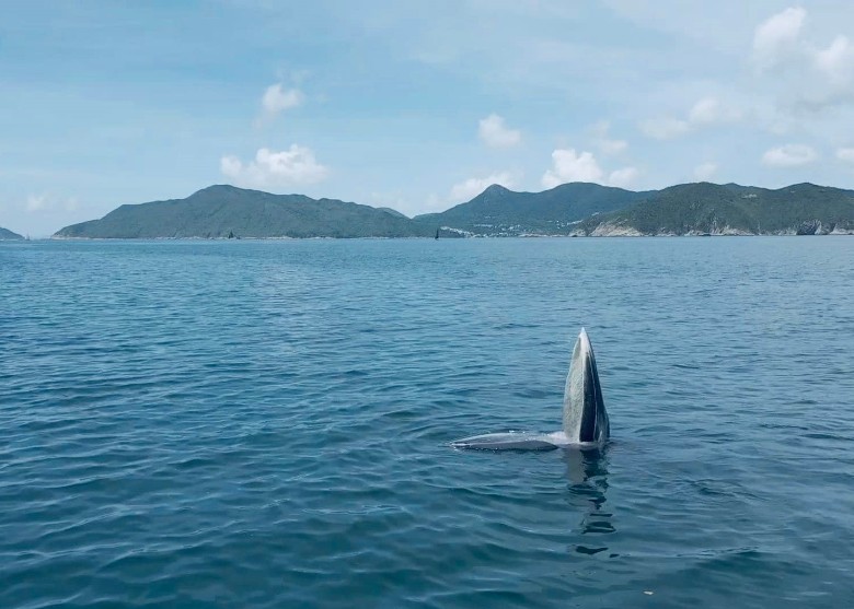 Sightings of Bryde's Whale in Port Shelter and High Island in Sai Kung ...