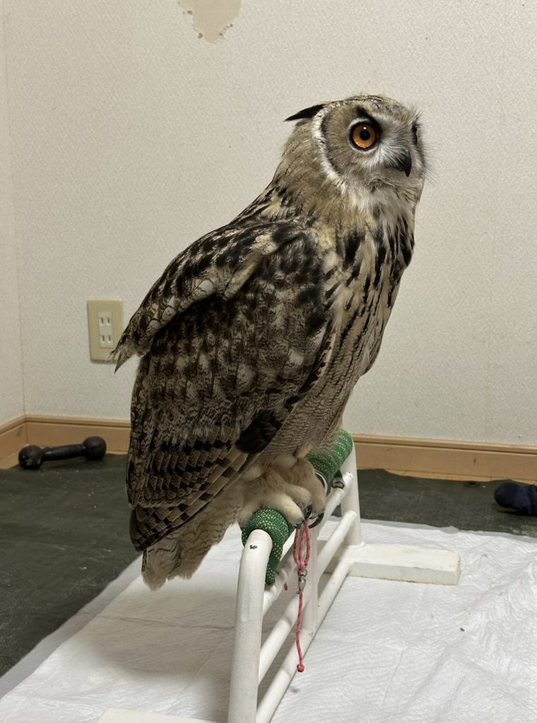 Japanese owner mistakenly thinks pet owl is giant cicada - Dimsum Daily
