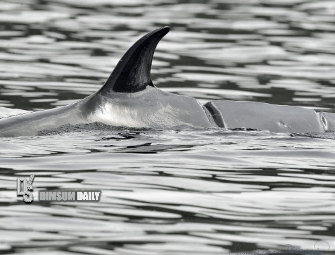 Conservation group urges public to avoid pursuing whale sightings in ...