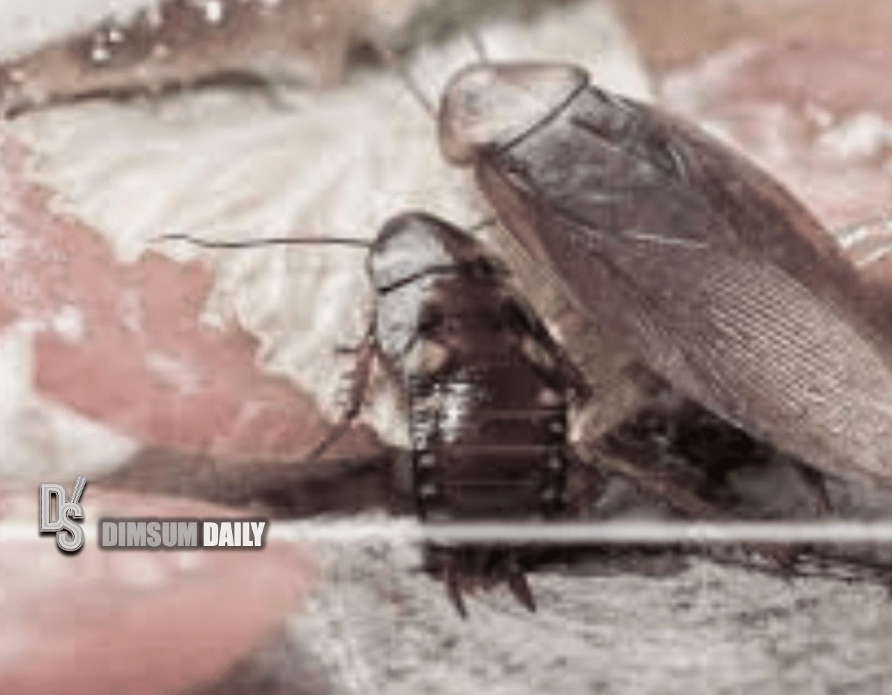 Man in China caught scamming multiple restaurant owners by planting ...