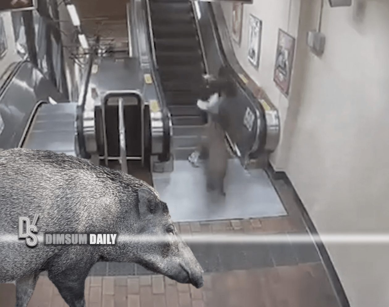 CCTV footage shows wild boar attacks two passengers within 10 seconds ...