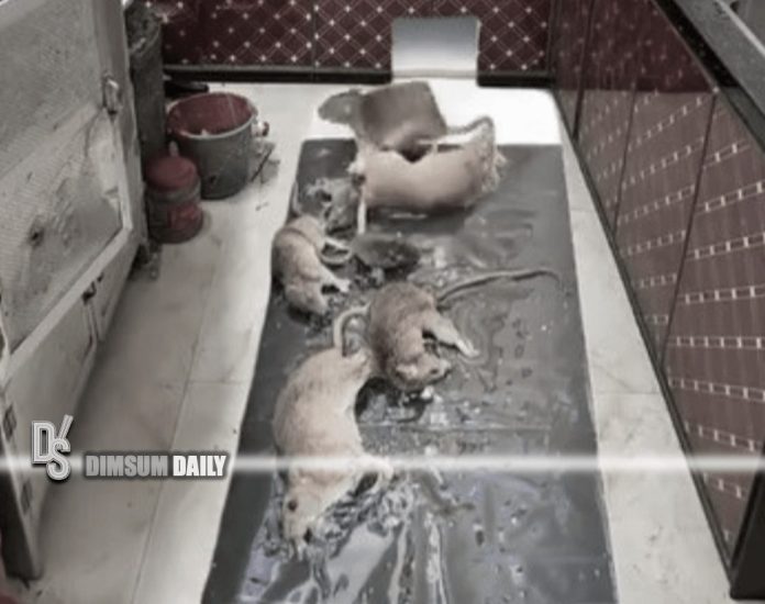 Heartbreaking video of a family of eight mice trapped in glue goes ...