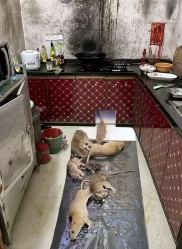 Heartbreaking video of a family of eight mice trapped in glue goes ...