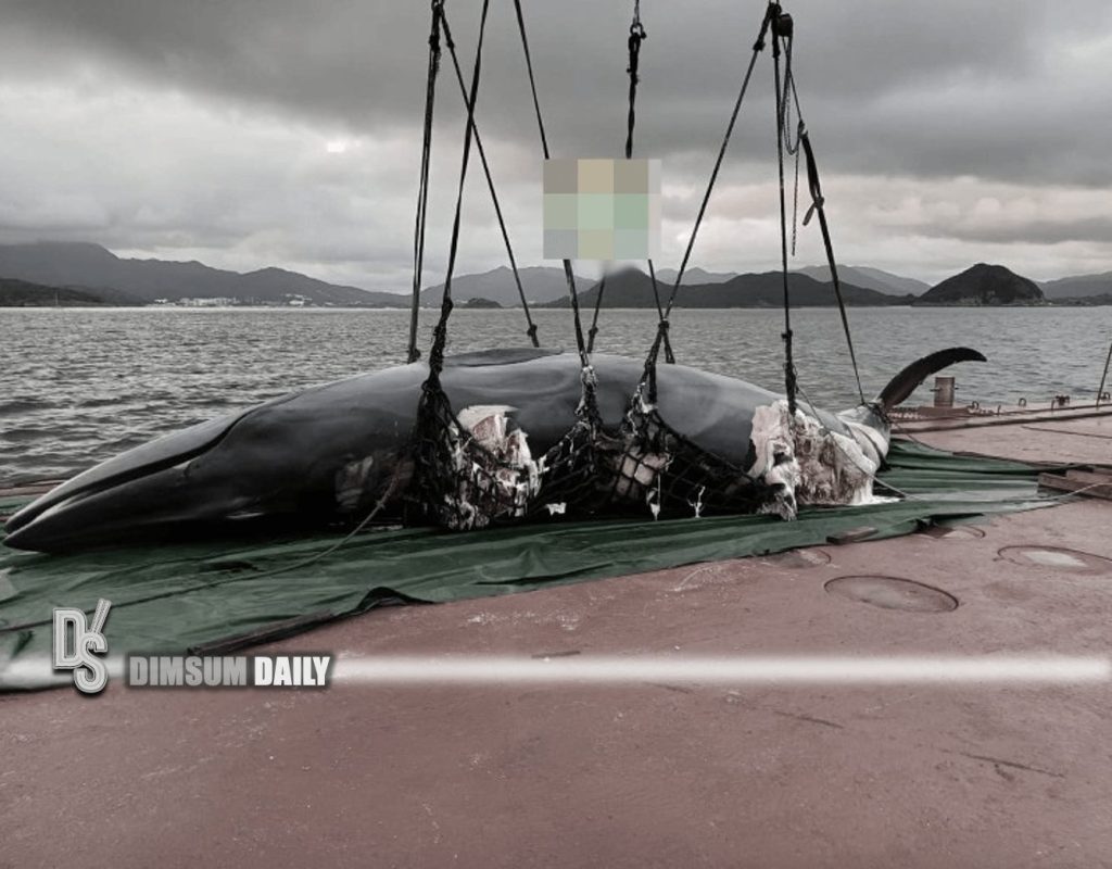 Whale found with new wound, necropsy expected to take days, carcass may ...