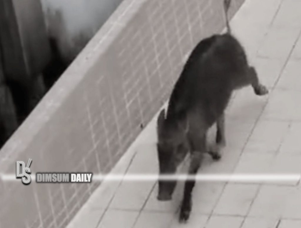 Wild boar wanders into swimming pool platform at Tanner Gardens in ...