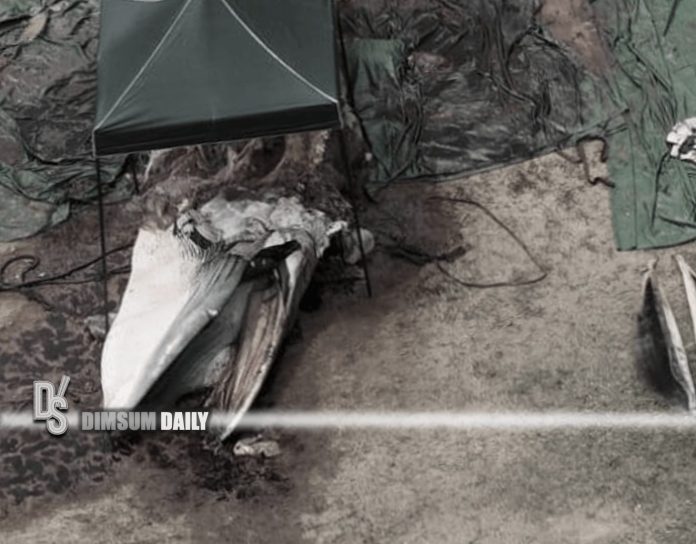 Whale necropsy in progress reveals concave, skinless middle section of ...