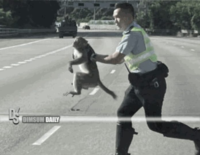 Monkey causes chaos on Tolo Highway, rescued by heroic police - Dimsum ...