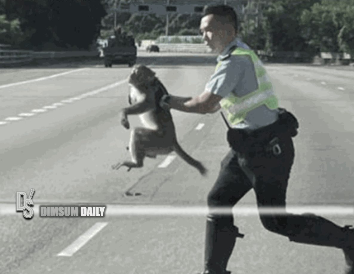Monkey causes chaos on Tolo Highway, rescued by heroic police - Dimsum Daily