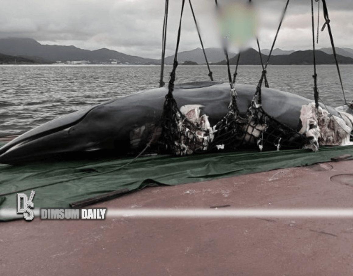 Whale carcass found in Sai Kung waters to be buried for research and ...