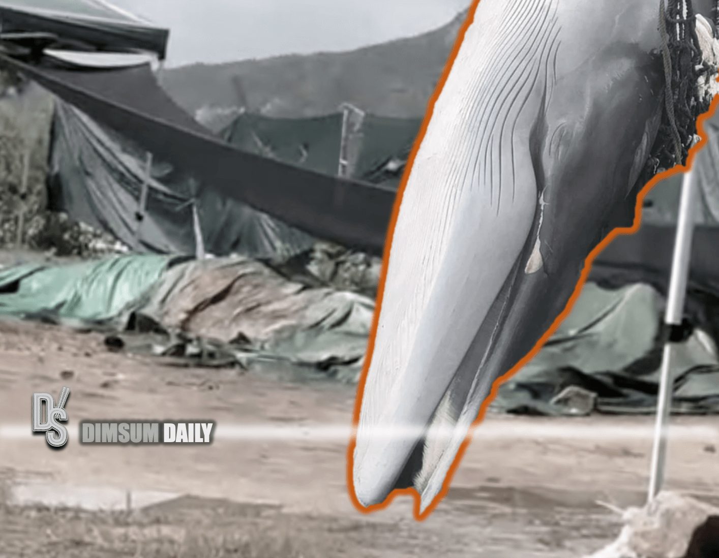 Burial of Bryde's whale to take place tomorrow instead at High Island ...