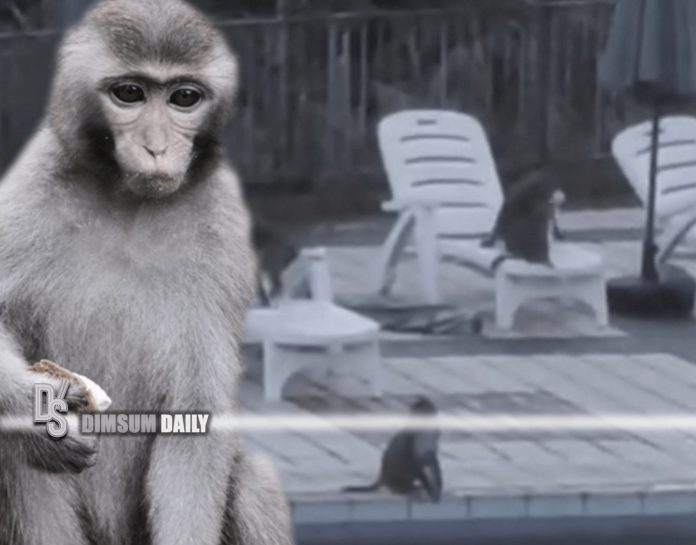 Monkeys take over swimming pool at the Hilltop Country Club in Lo Wai ...