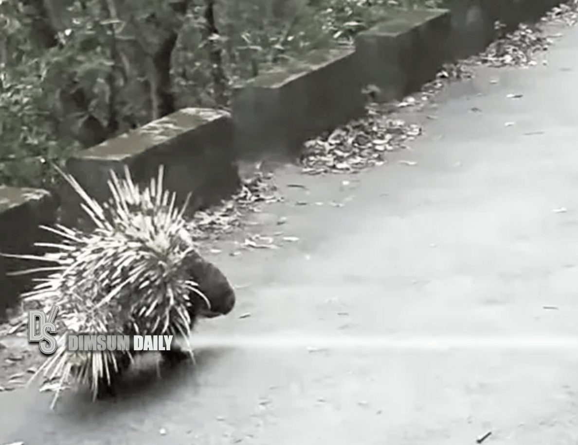 Mysterious car collision claims lives of two porcupines in Repulse Bay ...