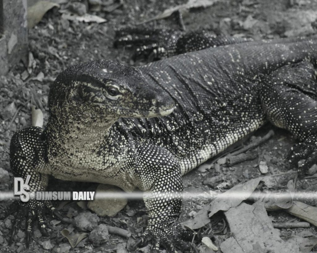 Kadoorie Farm & Botanic Garden appeals for help in locating escaped ...