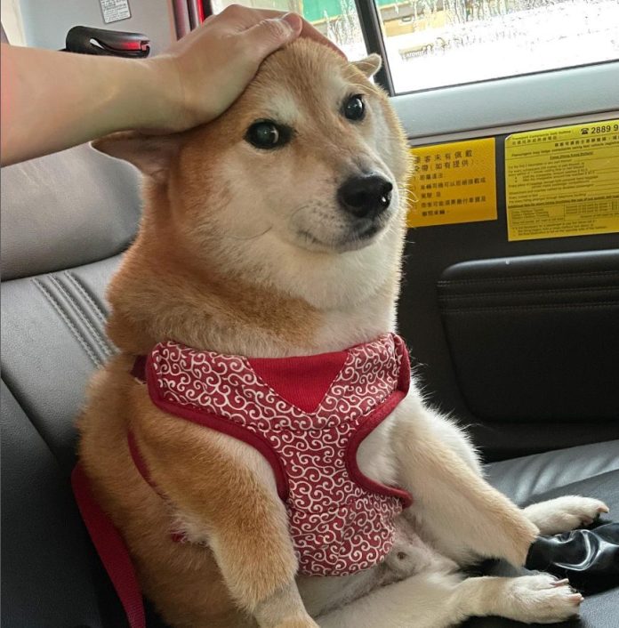 Iconic meme protagonist, Hong Kong's Shiba Inu "Cheems," passes away ...