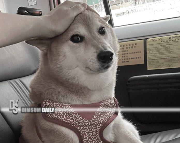 Iconic meme protagonist, Hong Kong's Shiba Inu "Cheems," passes away - Dimsum Daily
