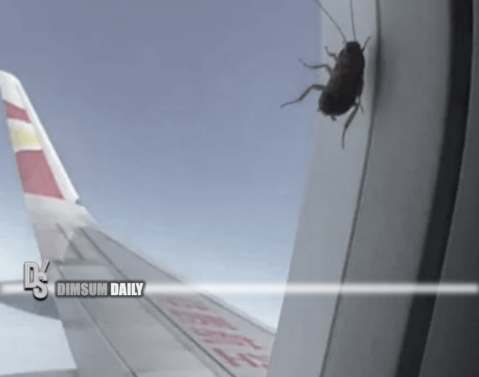 Cockroach survives three-hour flight on plane window from Yunnan to ...