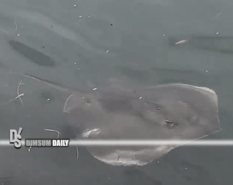 Rare devilfish spotted in Lam Tsuen River as Super Typhoon Saola hits ...
