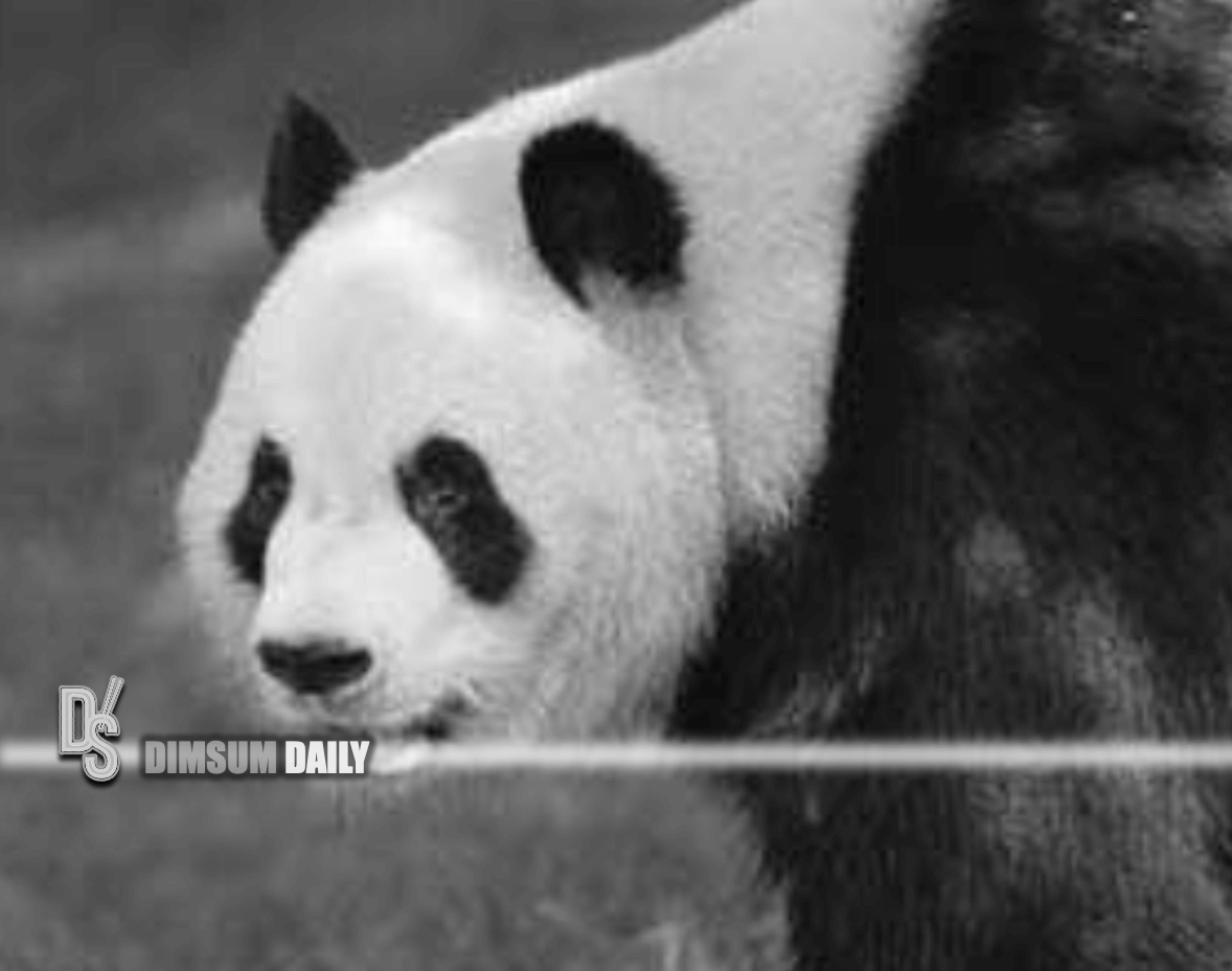 Beloved giant panda Cheng Gong passes away at age 23 - Dimsum Daily