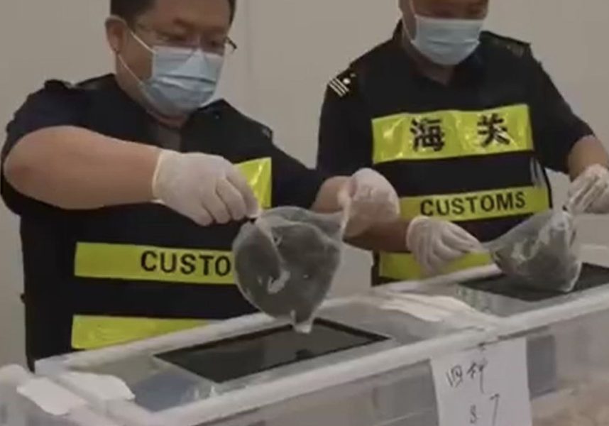 Chinese woman caught smuggling 16 live lizards at Shenzhen Port ...