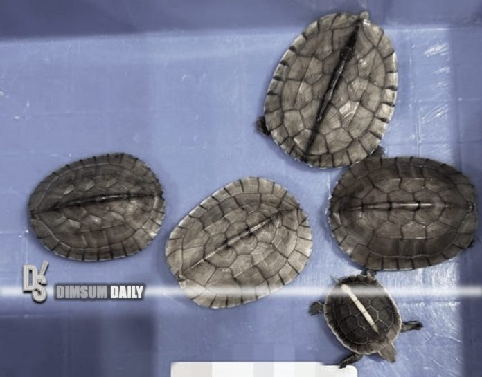 Attempted smuggling of endangered turtles foiled at Macao border ...