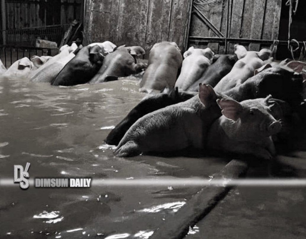 Severe flooding affects pig farm in Ta Kwu Ling as black rainstorm ...