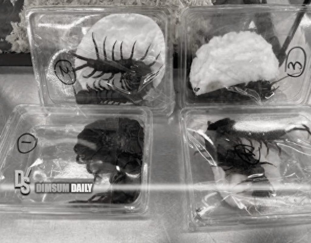 Hong Kong-bound woman caught concealing live snakes and centipedes at ...