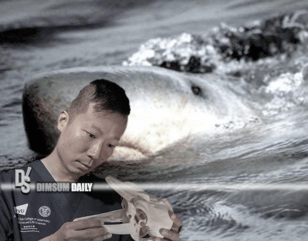 Rare dwarf sperm whale spotted in Deep Water Bay - Dimsum Daily