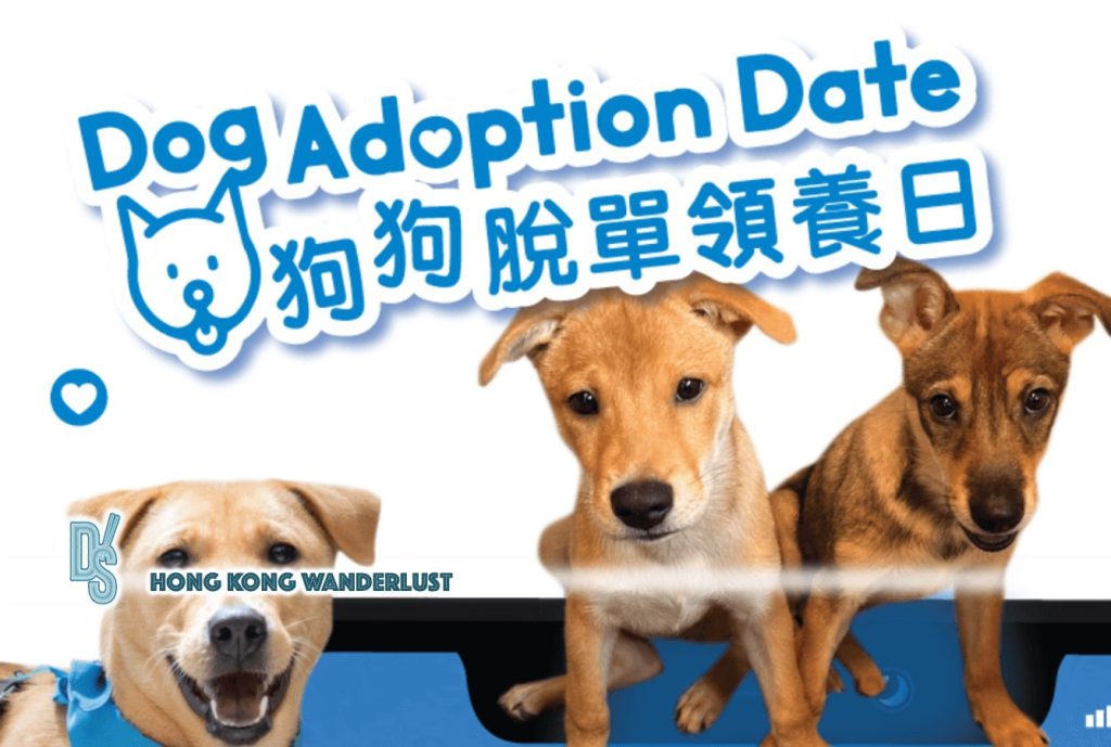 SPCA hosts "Dog Adoption Date" event on World Animal Day on 7th October ...