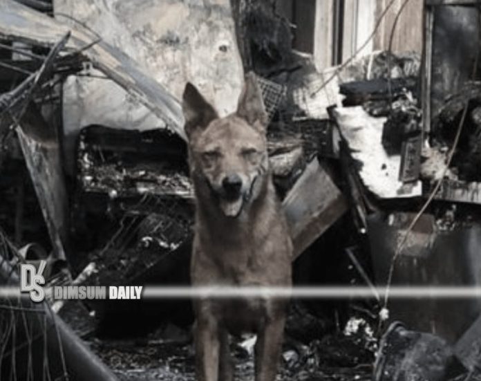 Devastating fire at Ta Kwu Ling claims lives of 22 dogs - Dimsum Daily