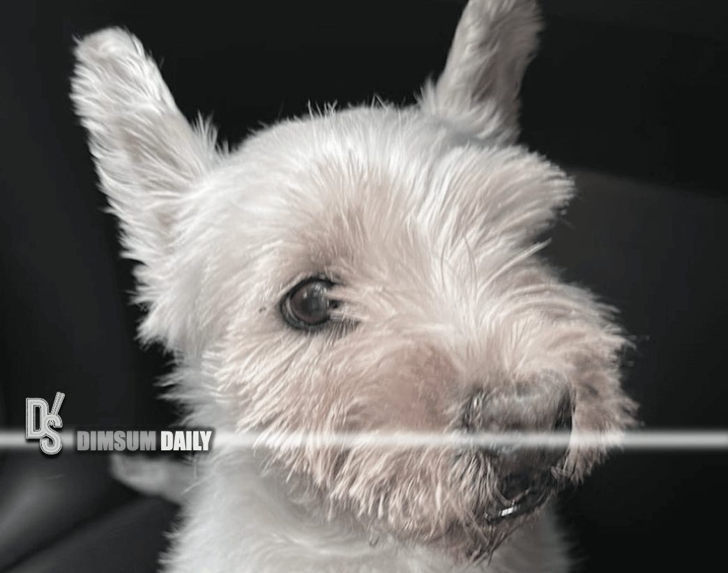 Elderly man arrested for dog theft after West Highland White Terrier is ...