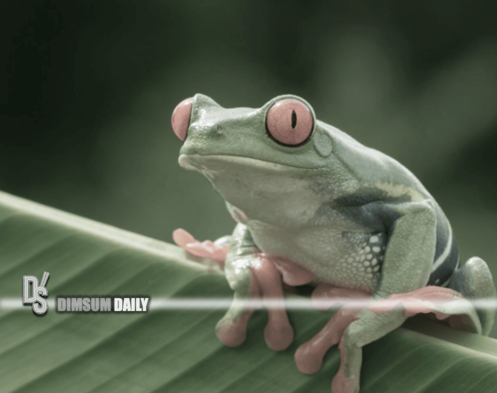Climate change identified as key factor in global amphibian declines ...
