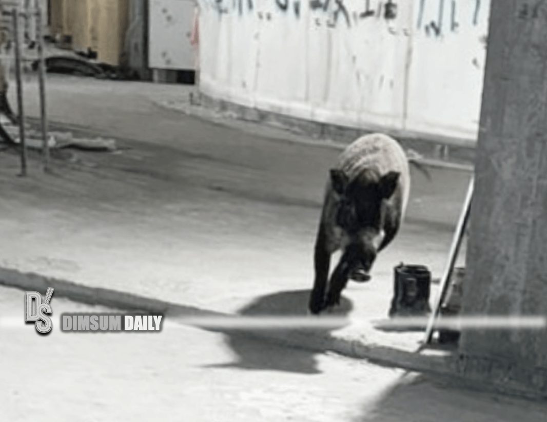 Wild boar rampage at Happy Valley construction site injures at least 6 ...