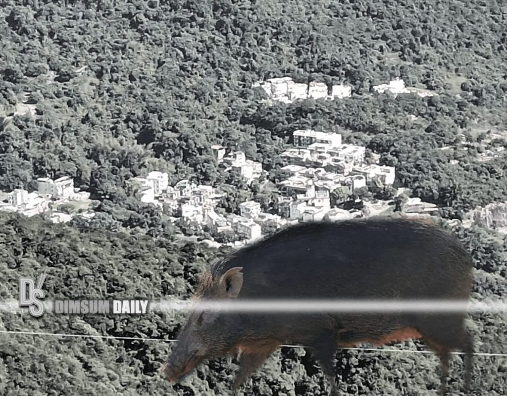 Tragic death of wild boar caught in snare in Sai Kung - Dimsum Daily