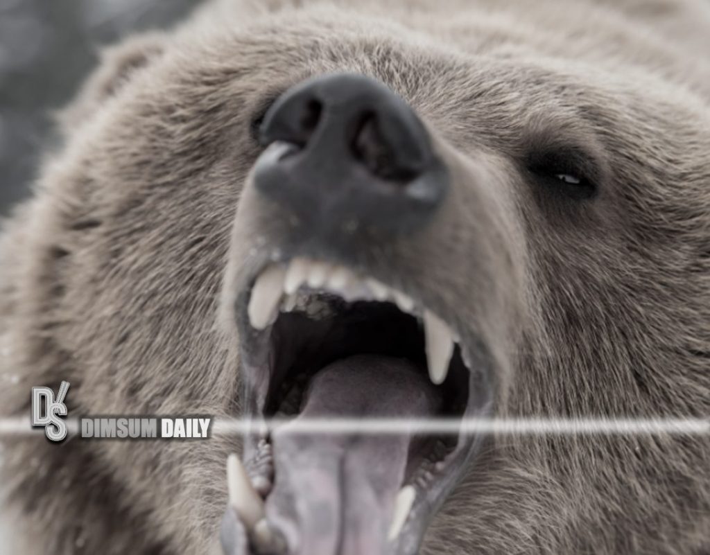 Bear attacks leave multiple Injured in Japan's Akita prefecture ...