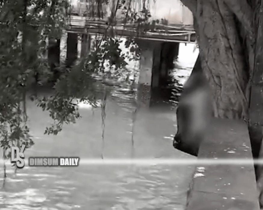 Cat found hanging from tree at North Point Promenade - Dimsum Daily